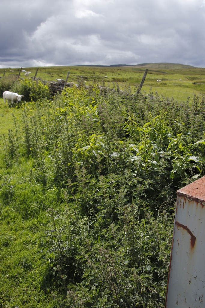 great stinging nettle from Road from Harwood Beck to Moor House, Upper ...