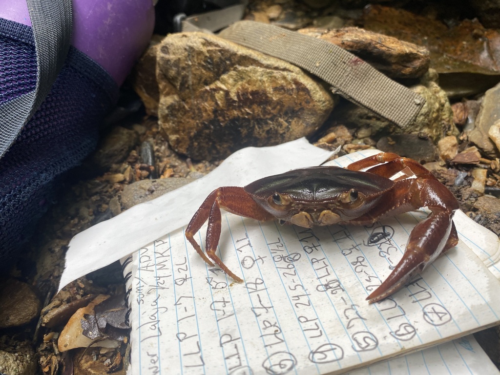 Manicou Crab from Trinidad, Trinidad and Tobago, TT on July 24, 2022 at ...
