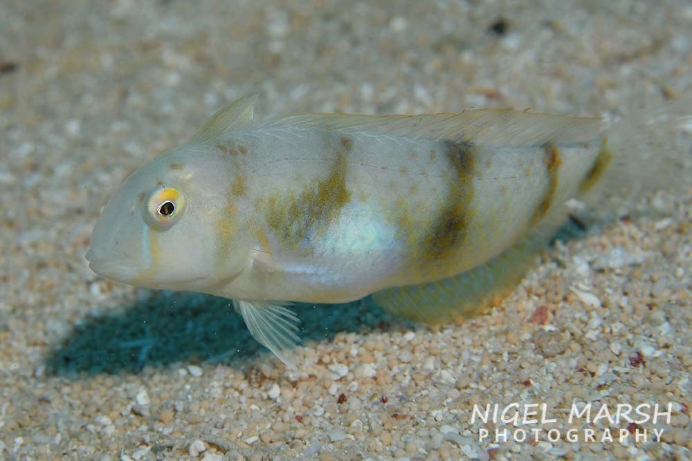 Whitepatch Razorfish from Douglas, QLD, Australia on July 15, 2022 at ...