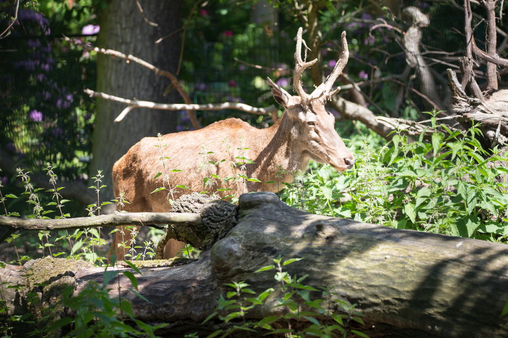 Corsican and Atlas Red Deer (Cervus elaphus corsicanus) - Know Your Mammals