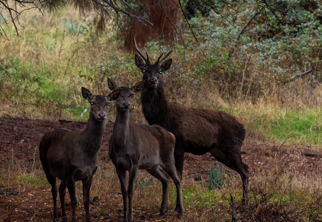 Corsican and Atlas Red Deer (Cervus elaphus corsicanus) - Know Your Mammals