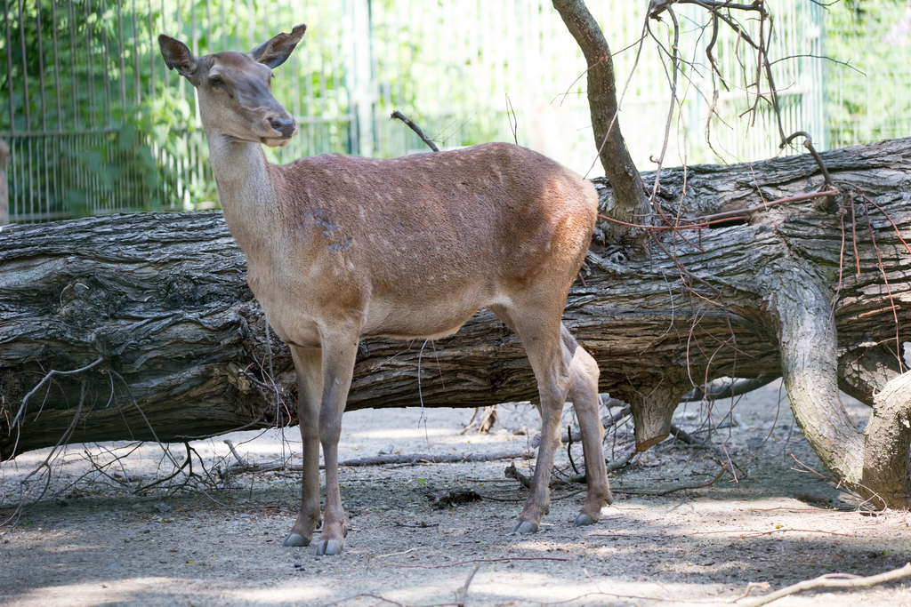Corsican and Atlas Red Deer (Cervus elaphus corsicanus) - Know Your Mammals