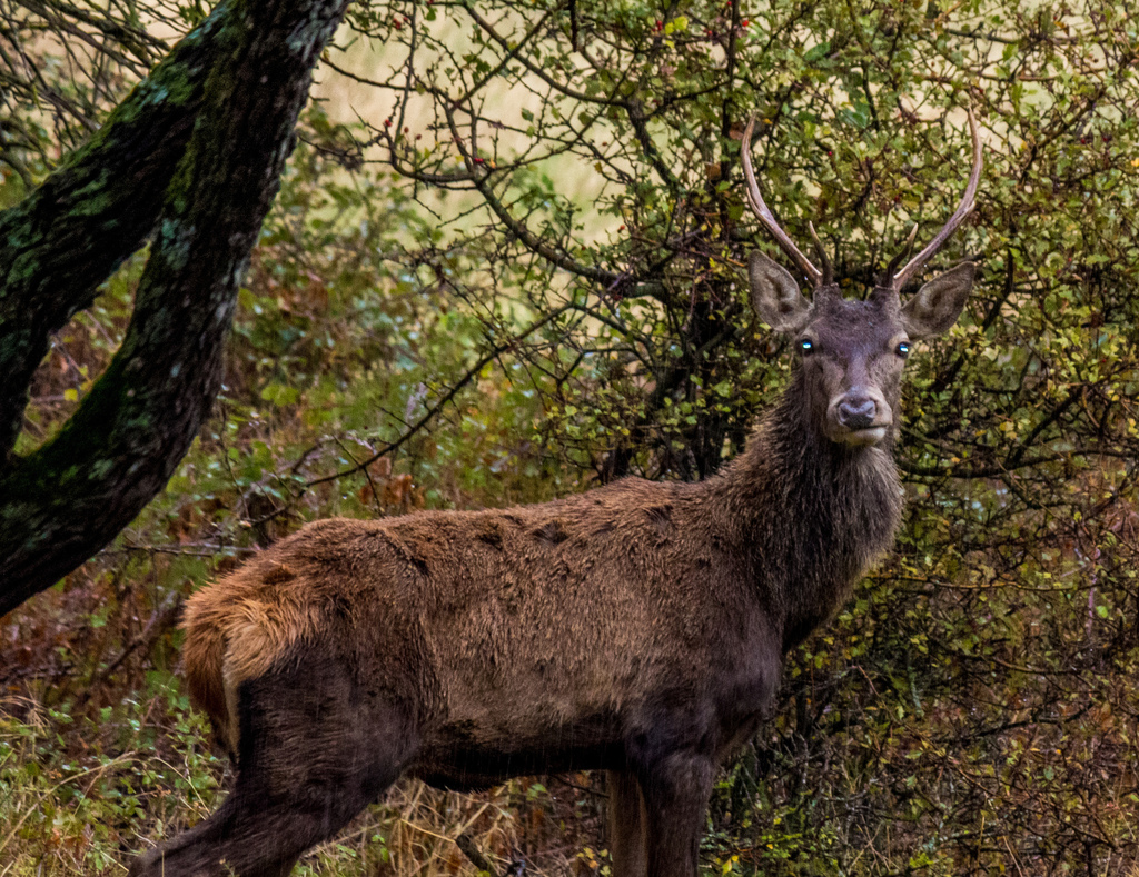 Corsican and Atlas Red Deer (Cervus elaphus corsicanus) - Know Your Mammals