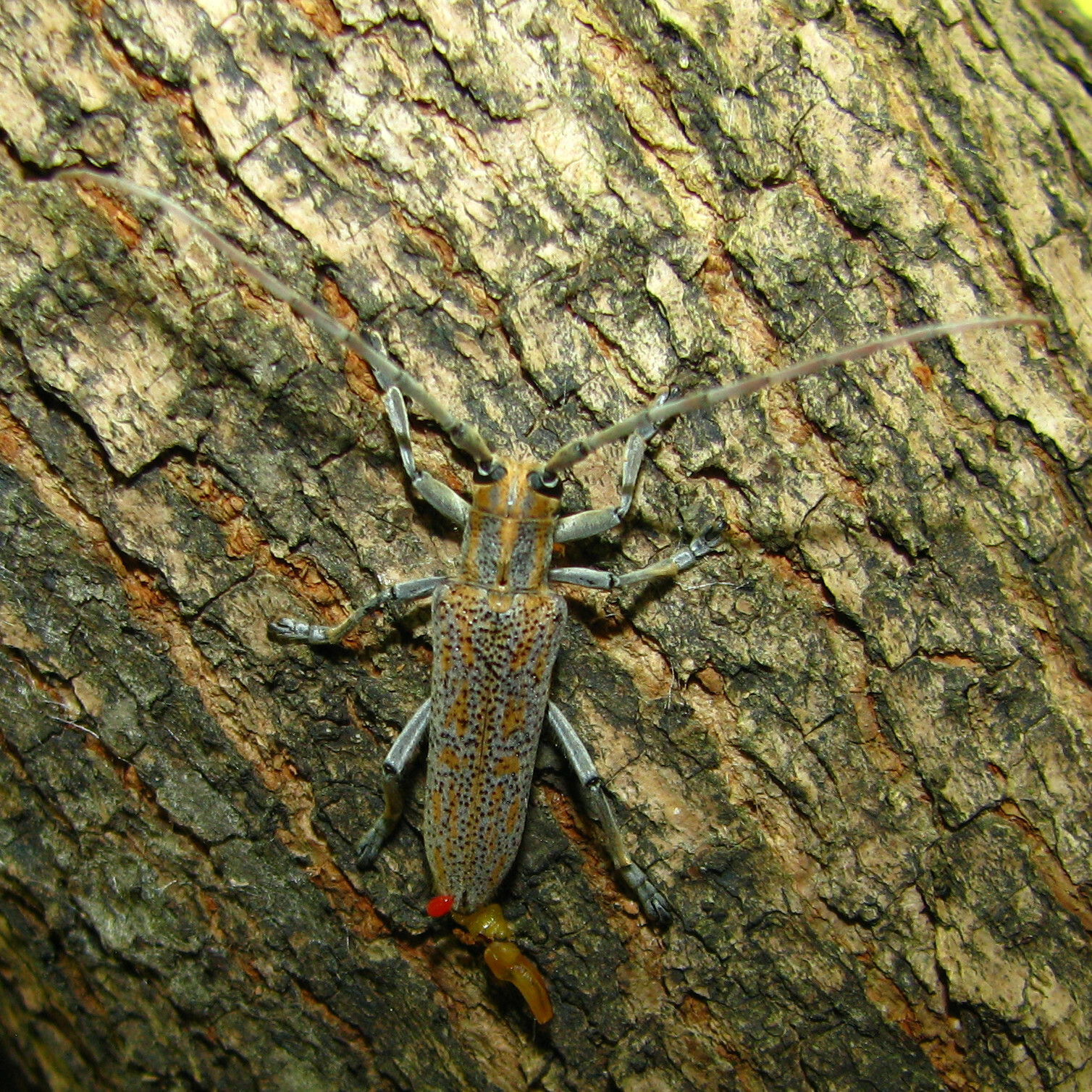 Saperda calcarata Say, 1824