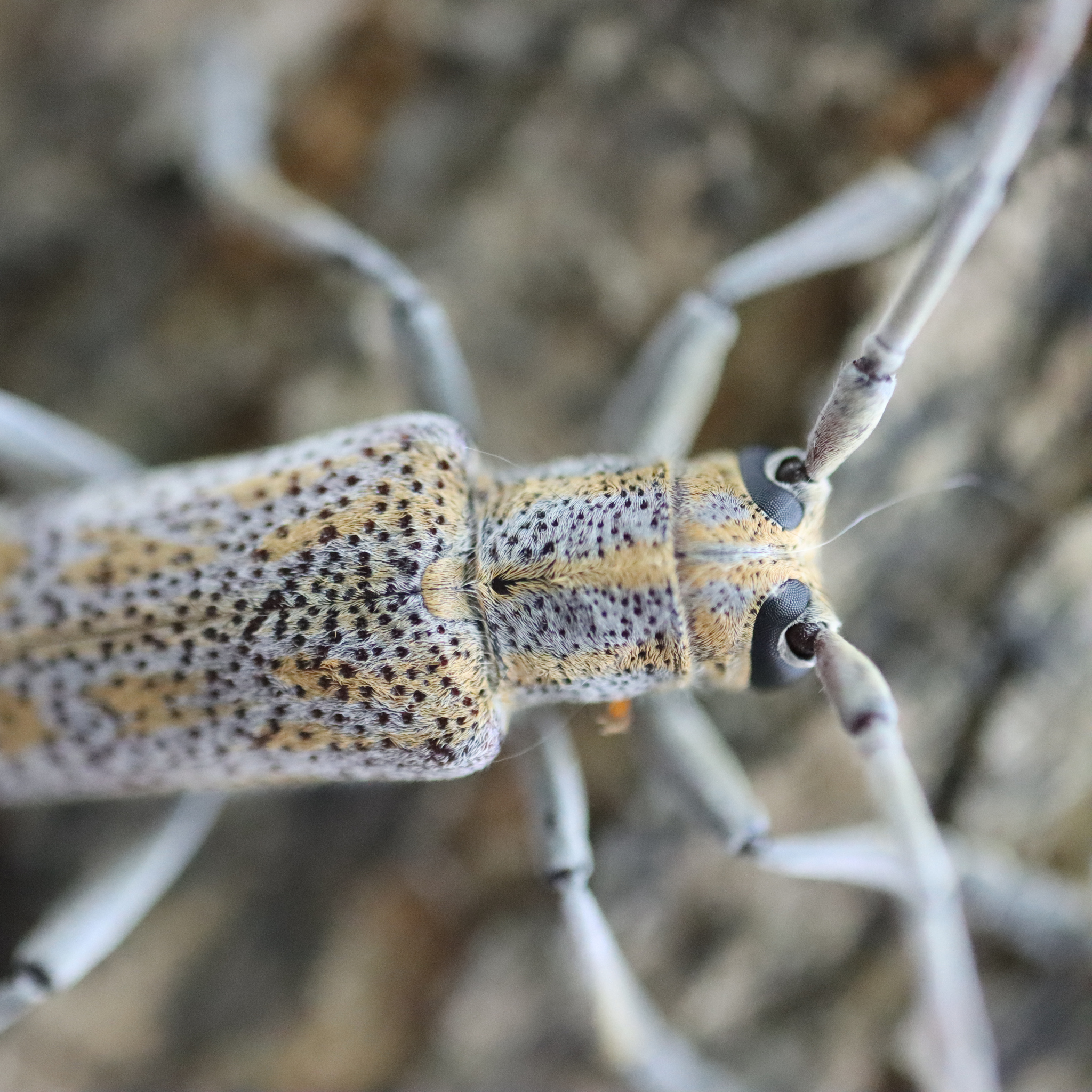 Saperda calcarata Say, 1824