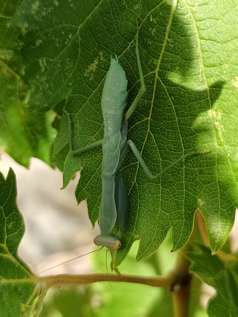 Transcaucasian Giant Mantis in July 2022 by Ralitsa Shentova · iNaturalist