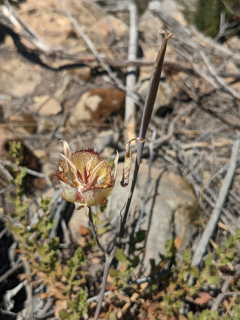 Late-blooming Mariposa Lily in July 2022 by Devin Gamble · iNaturalist