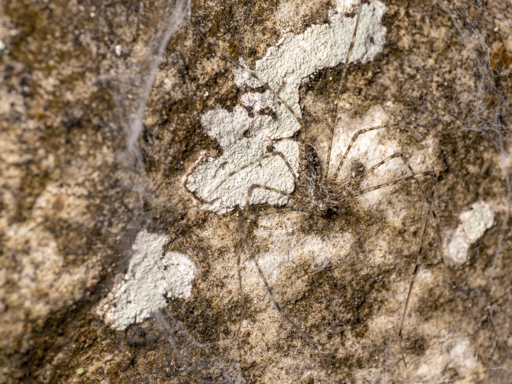 Hypochilidae