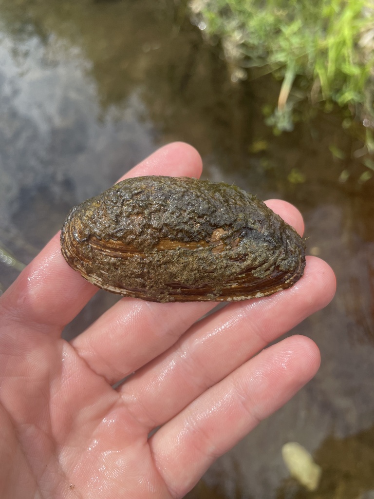Giant Floater from Alton, Caledon, ON, CA on July 24, 2022 at 03:38 PM ...