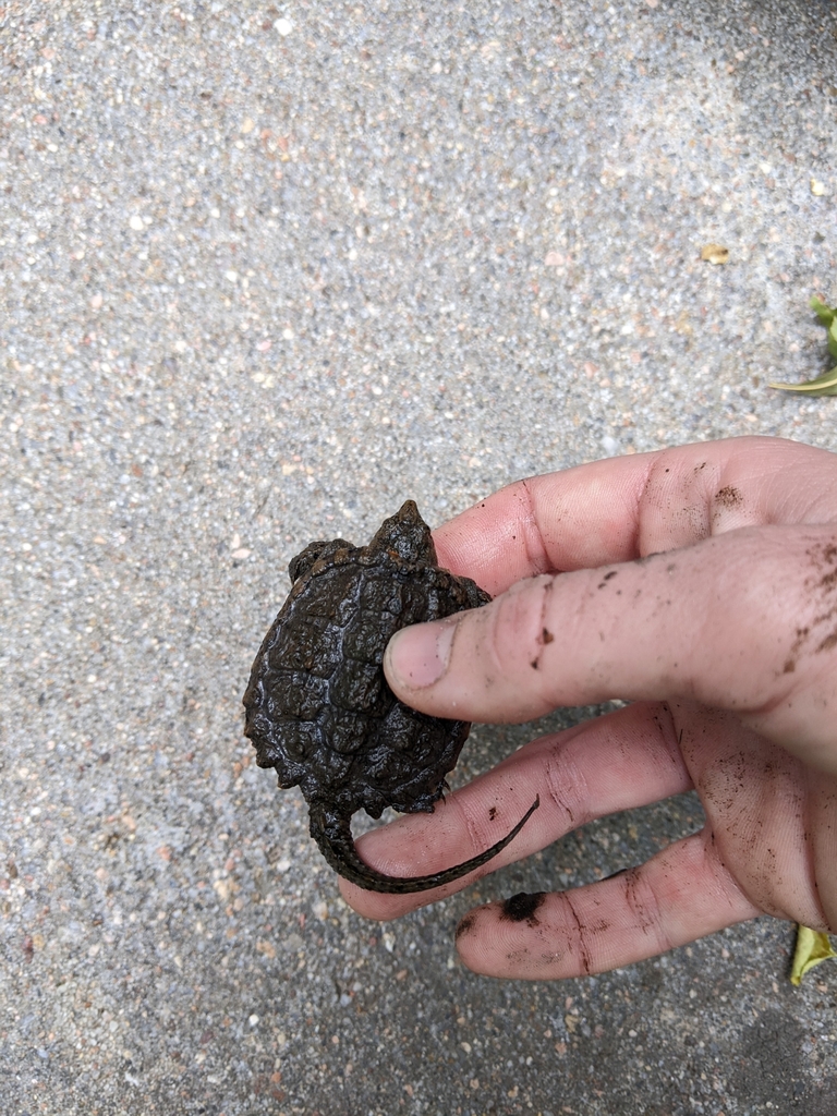 Common Snapping Turtle from Beaver, KS 67871, USA on July 24, 2022 at ...