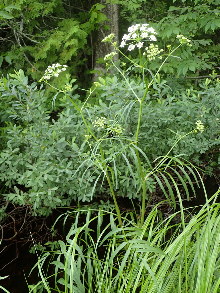 water parsnip from Thunder Bay District, ON, Canada on July 24, 2022 at ...