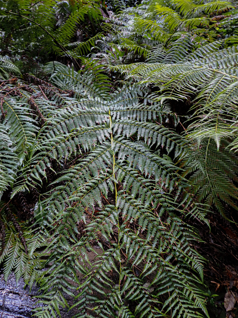 king fern from Somersby Falls, NSW, Australia on July 23, 2022 at 02:00 ...