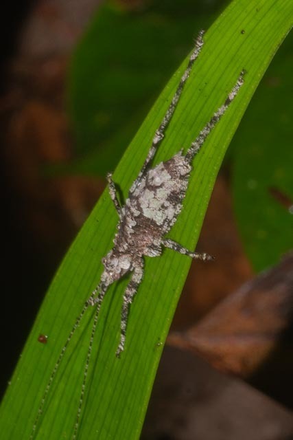 True Katydids from Guyane française on July 22, 2022 at 08:19 PM by ...