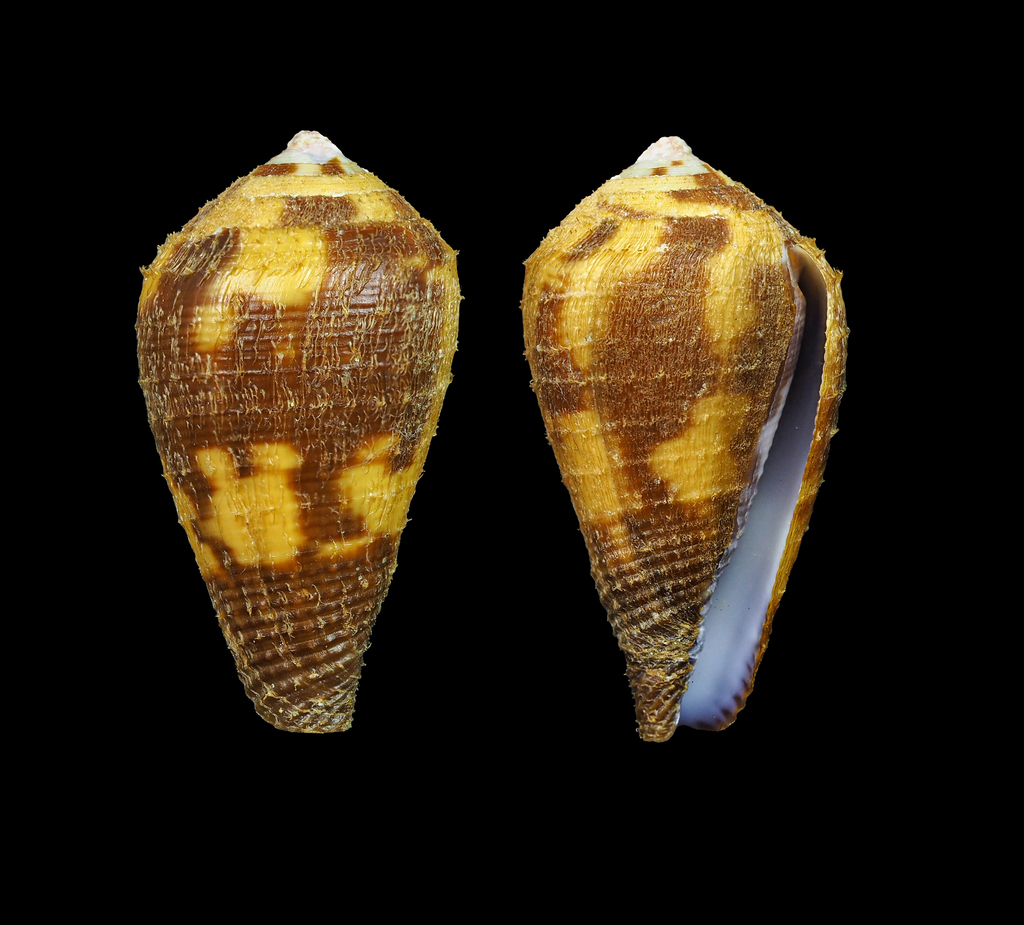Coffee Cone from Fakarava, Îles Tuamotu, Polynésie française on March ...