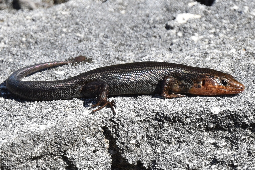 Bermuda Rock Lizard in July 2022 by Miguel A Mejias, PhD.. Endemic ...