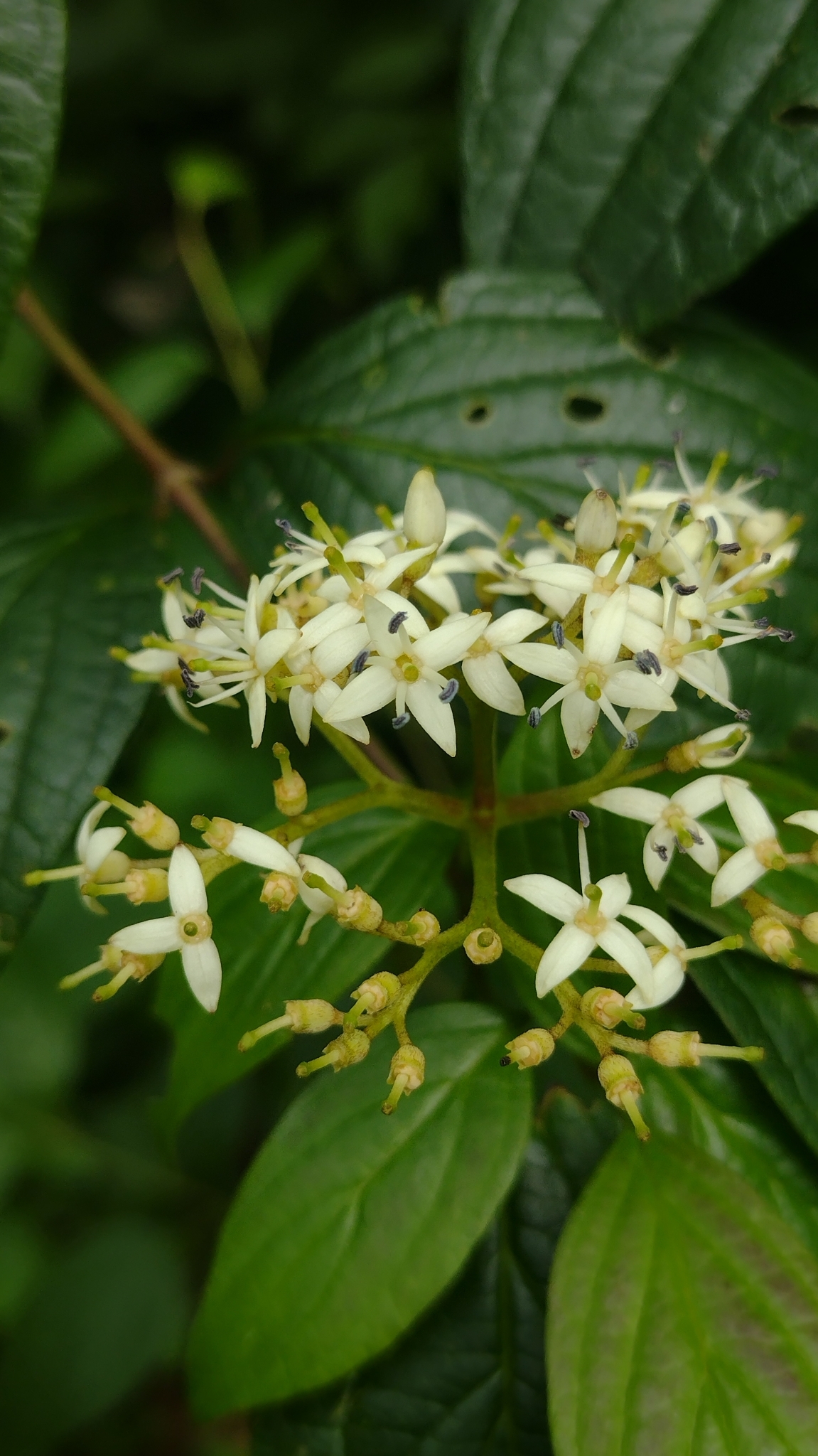 Cornus excelsa Kunth