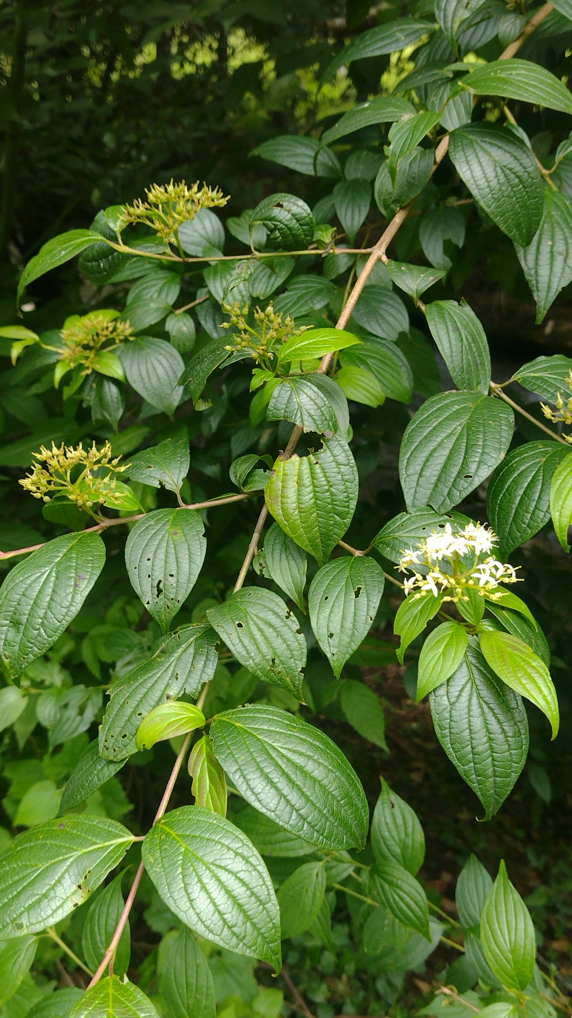 Cornus excelsa Kunth