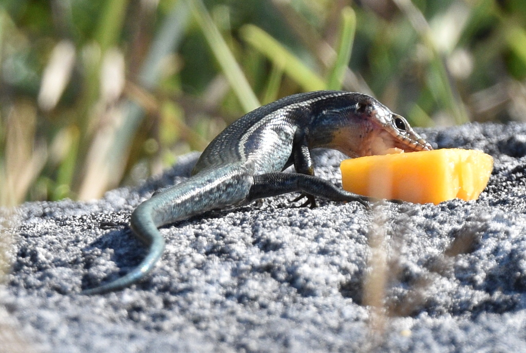 Bermuda Rock Lizard in July 2022 by Miguel A Mejias, M.Sc.. Endemic ...