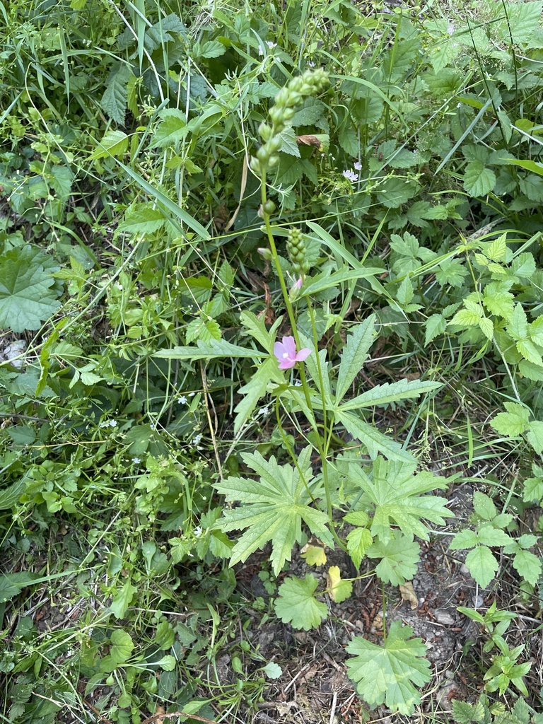 Henderson's Checker-mallow in July 2022 by rondalarsonkramer. Planted ...