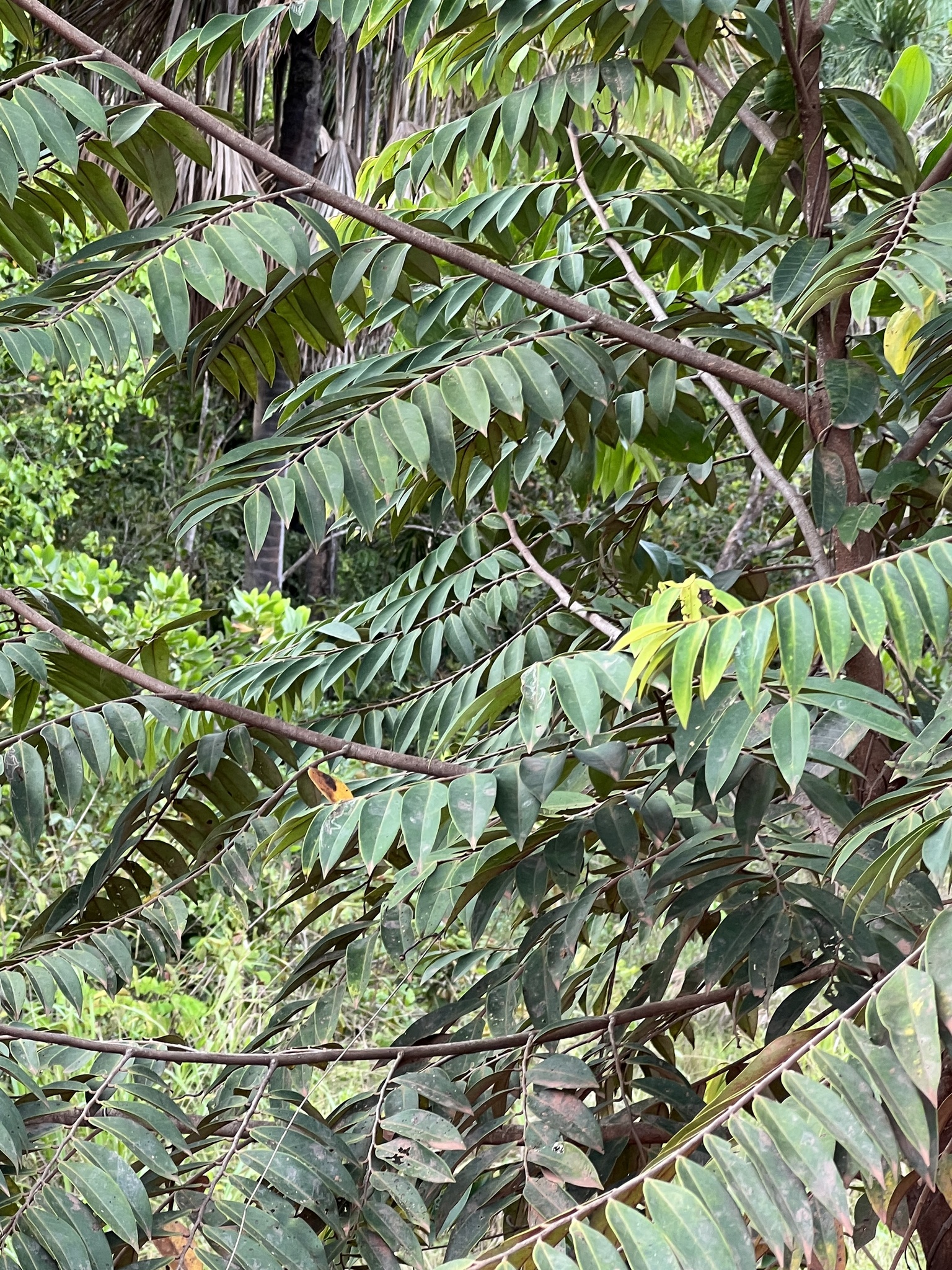 Tapirira guianensis Aubl.