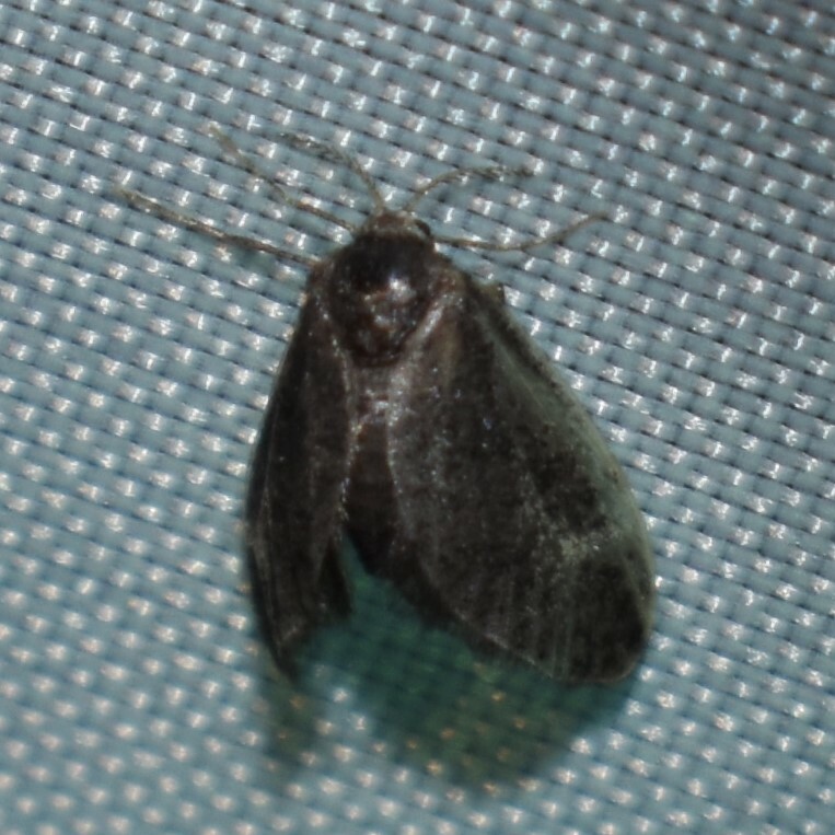 Epipyropidae