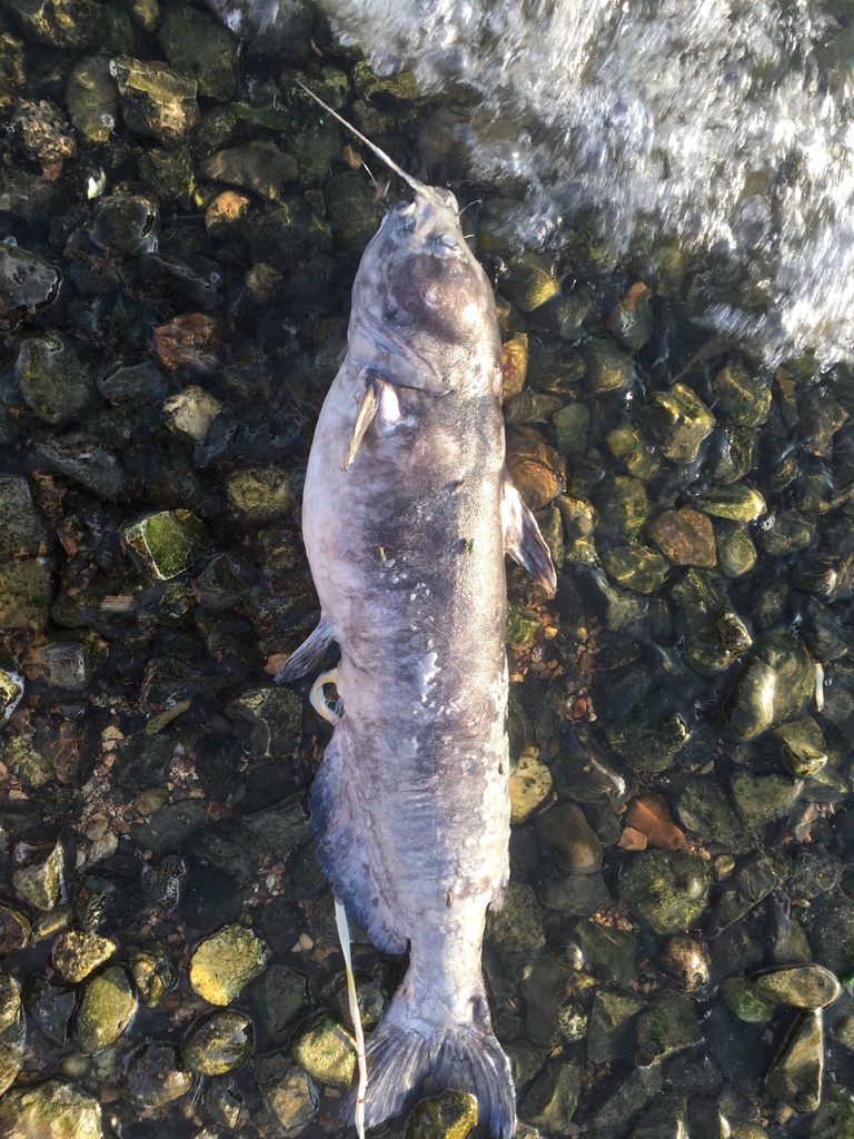 Ictalurus from W Commerce Ave, Grand Rivers, KY, US on July 24, 2022 at ...