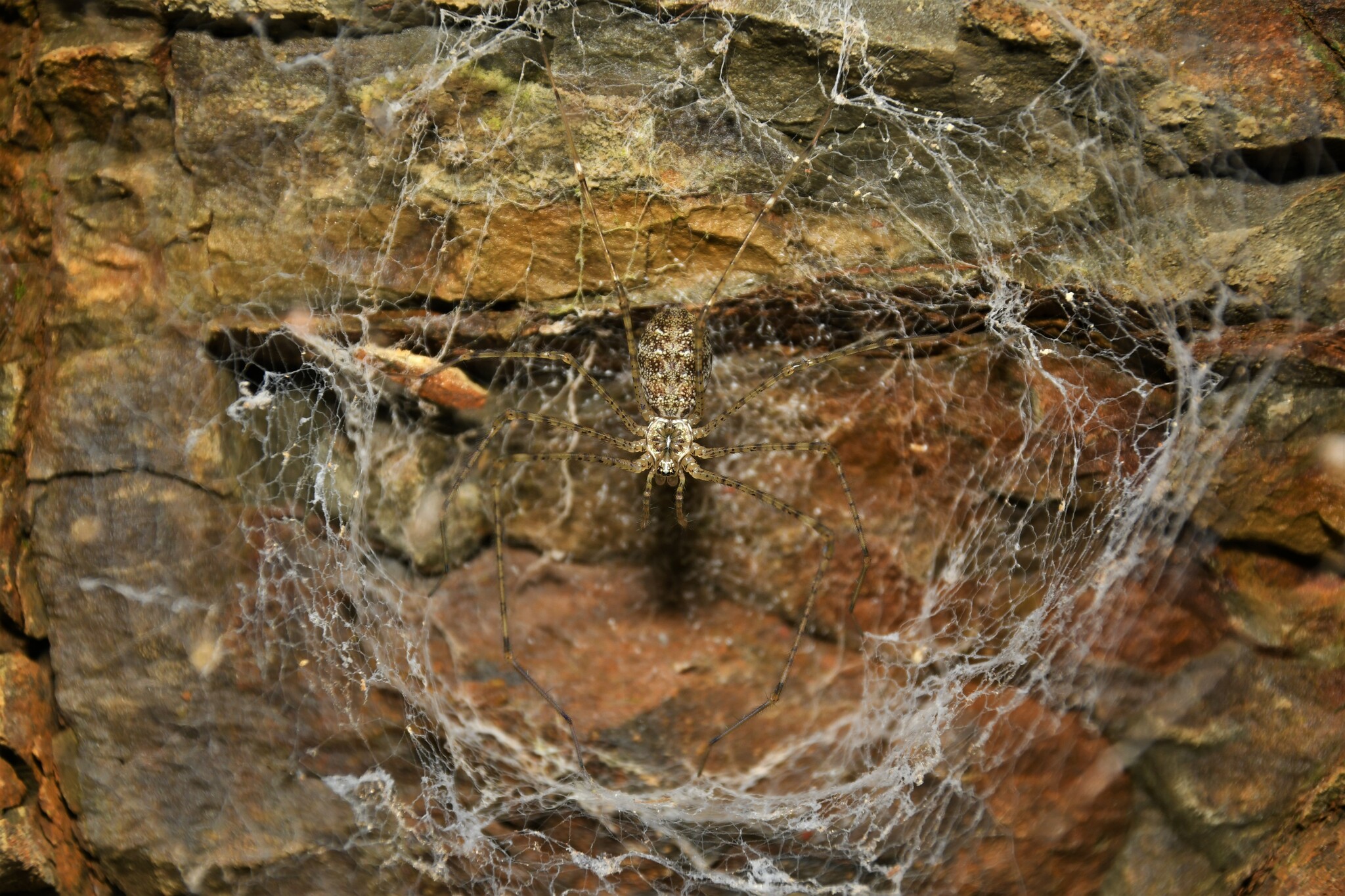 Hypochilidae