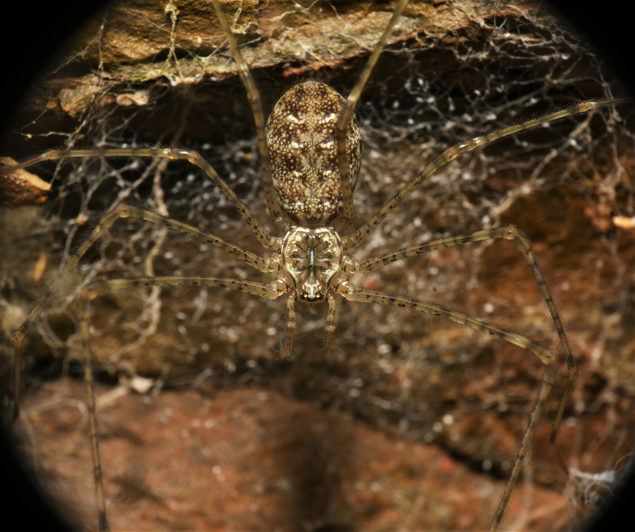 Hypochilidae