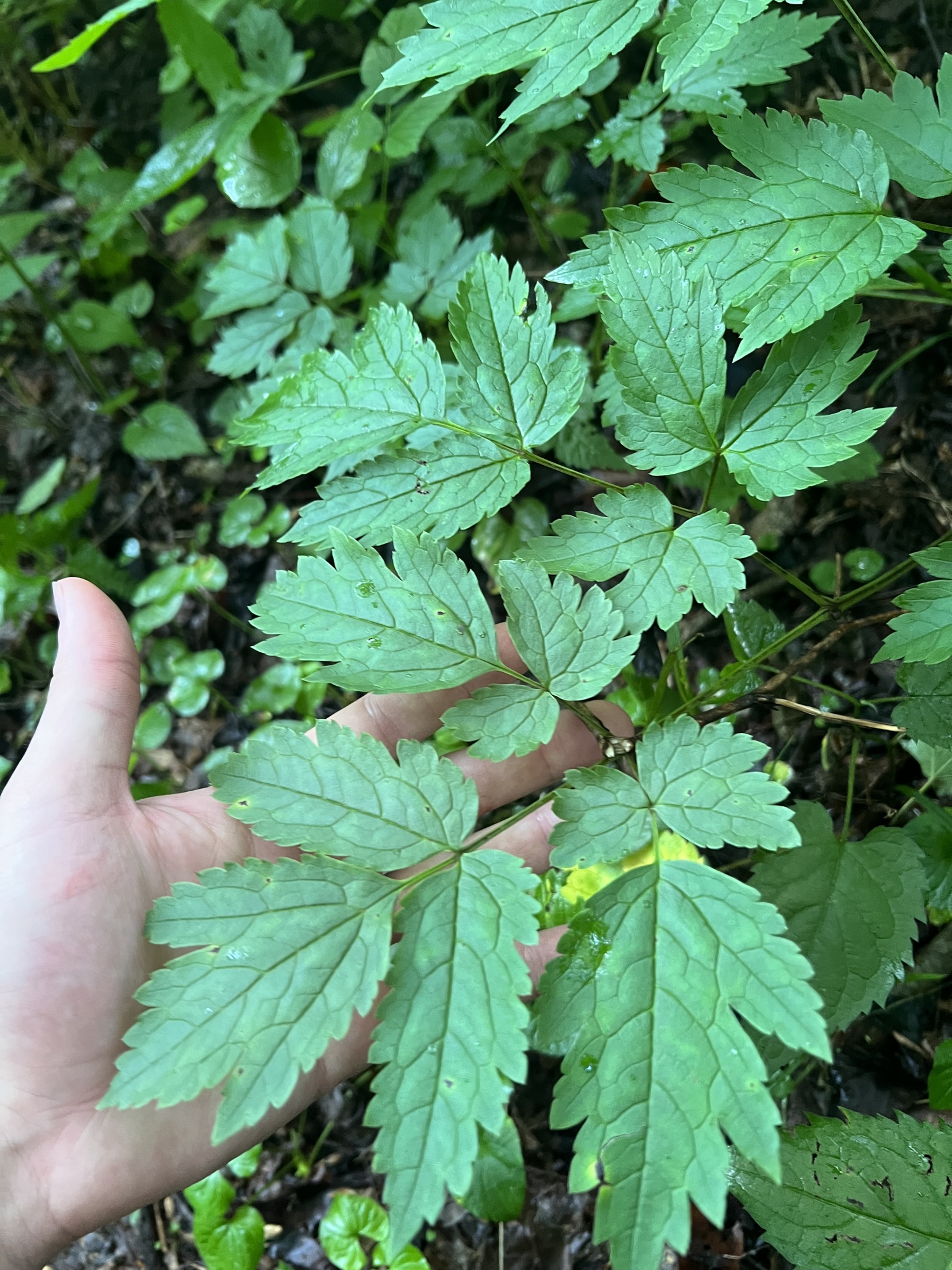 Actaea podocarpa DC.