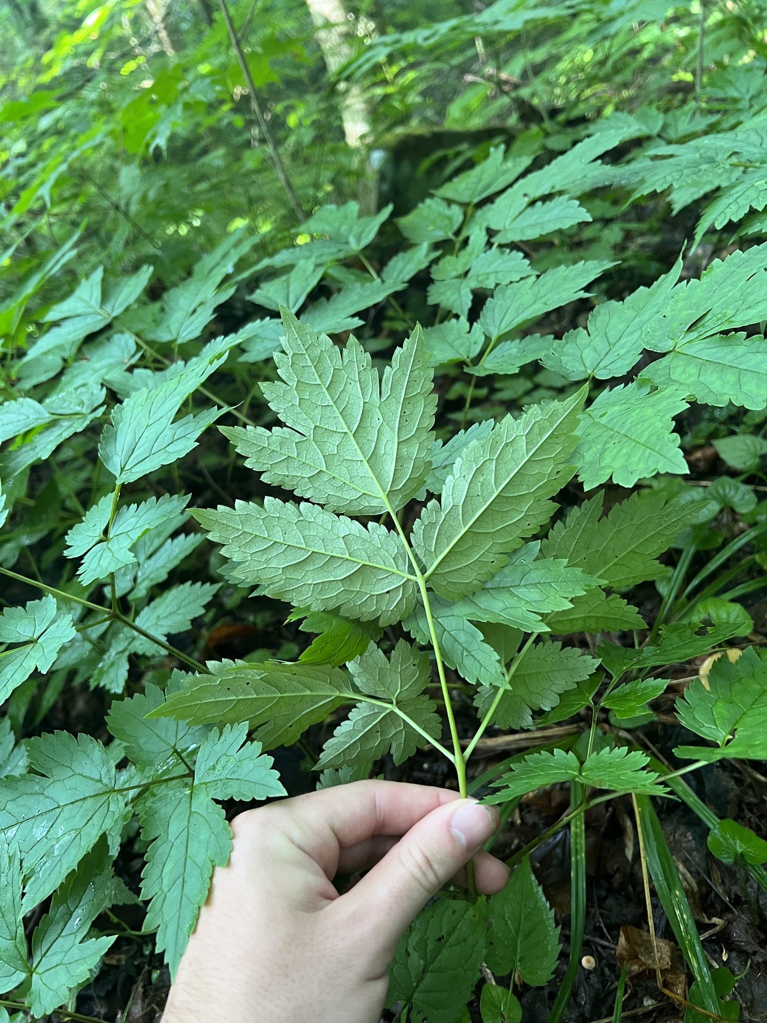 Actaea podocarpa DC.