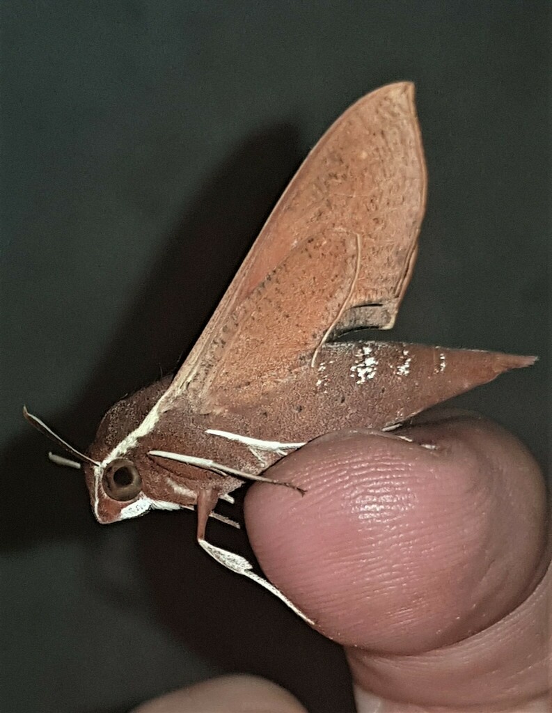 Coprosma Hawk Moth from 32 Panoramic Drive, Narangba, Brisbane QLD ...