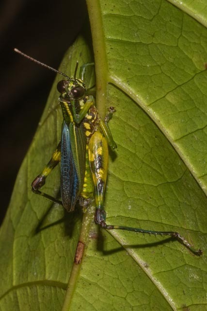 Tetrataenia surinama from Guyane française on July 22, 2022 at 10:18 PM ...