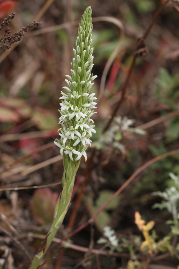 elegant piperia from San Mateo County, CA, USA on July 24, 2022 at 12: ...