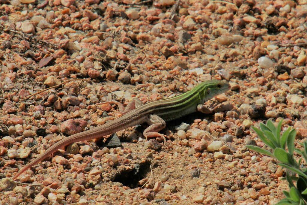 Prairie Racerunner from Logan County, CO, USA on July 23, 2022 at 10:26 ...