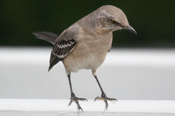 Northern Mockingbird from Hilton Head Island, South Carolina on October ...