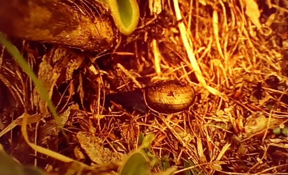 Powelliphanta in December 1991 by John Barkla. Year and month correct ...