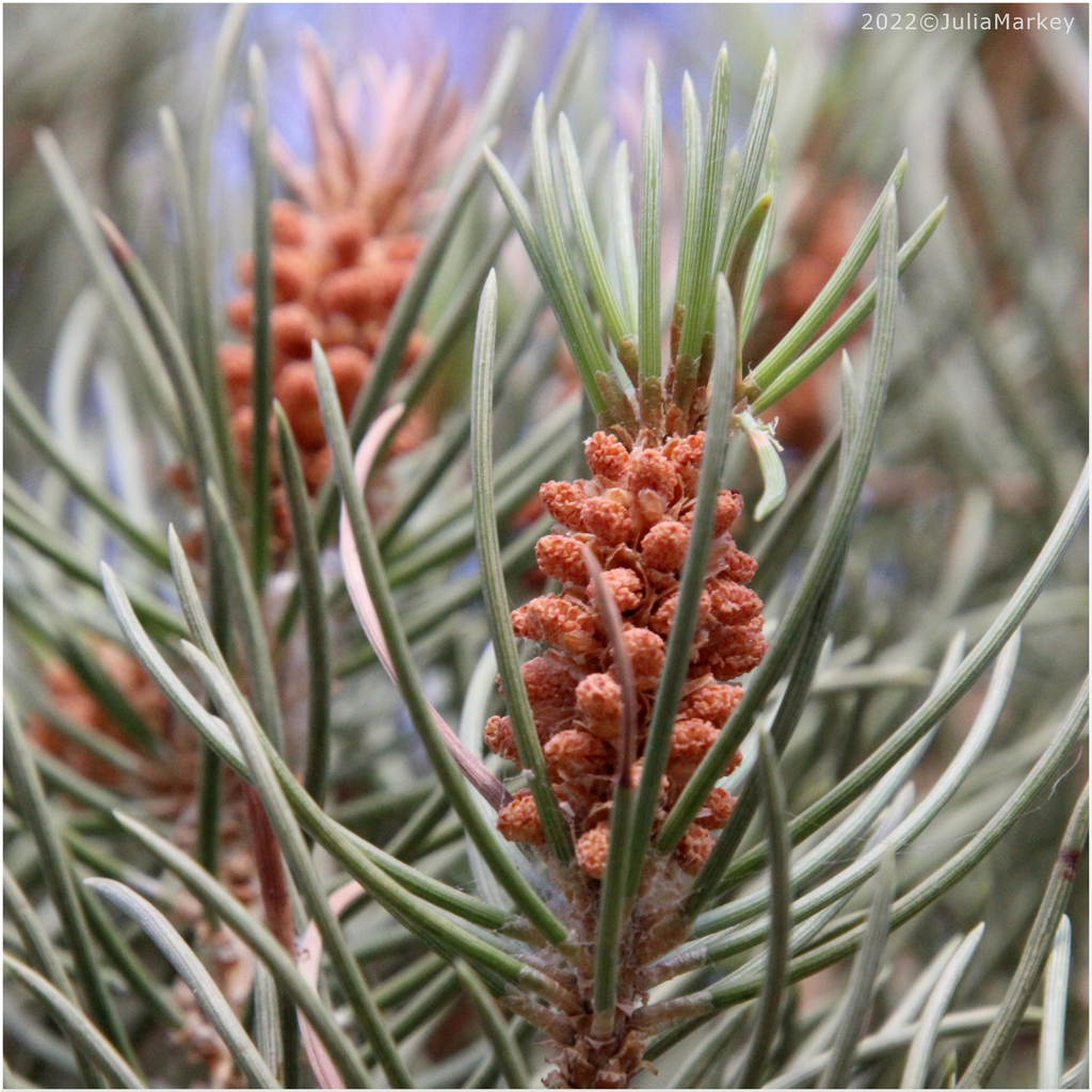 singleleaf pinyon (Pinus monophylla) - Botanical Realm