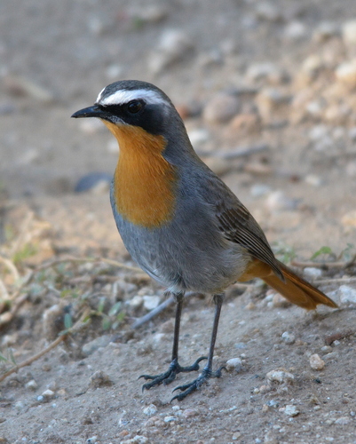 Dessonornis Robin-Chats (Genus Dessonornis) · iNaturalist