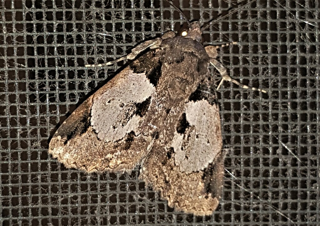 Ercheia cyllaria from 32 Panoramic Drive, Narangba, Brisbane QLD ...