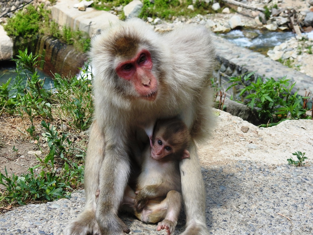 Japanese Macaque (Macaca fuscata) - Know Your Mammals
