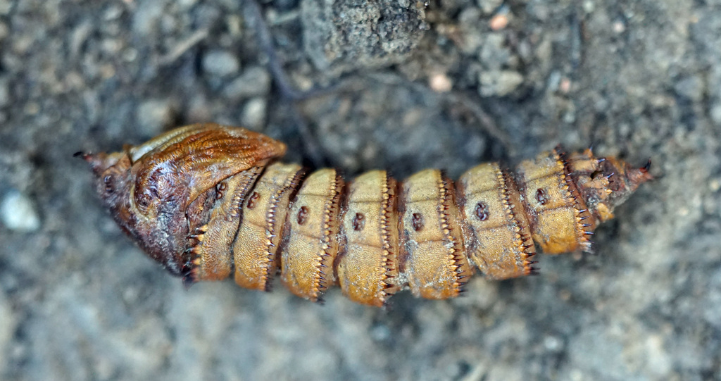 Winged and Once-winged Insects from Comanche County, OK, USA on July 18 ...