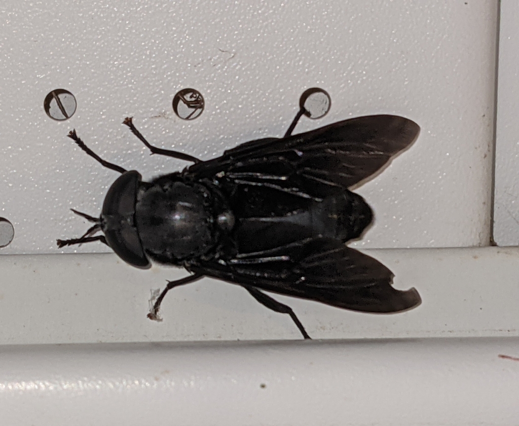 Black Horse Fly from Deerfield Township, MI, USA on July 24, 2022 at 10 ...