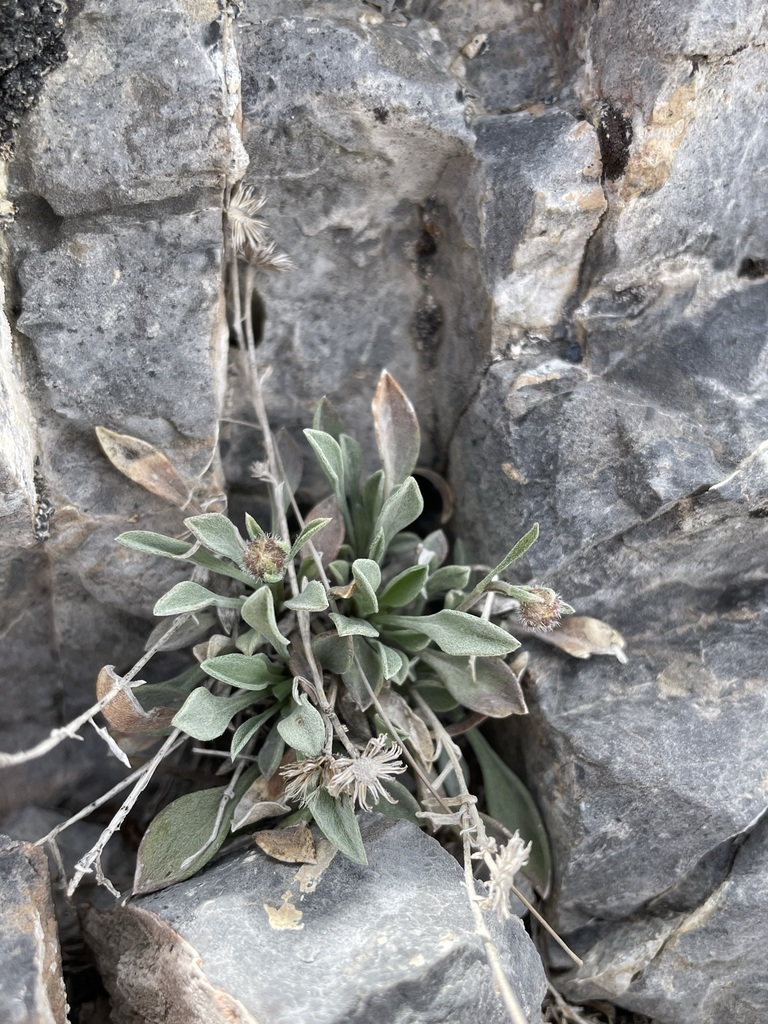 fleabanes and horseweeds from White Pine, Nevada, United States on June ...