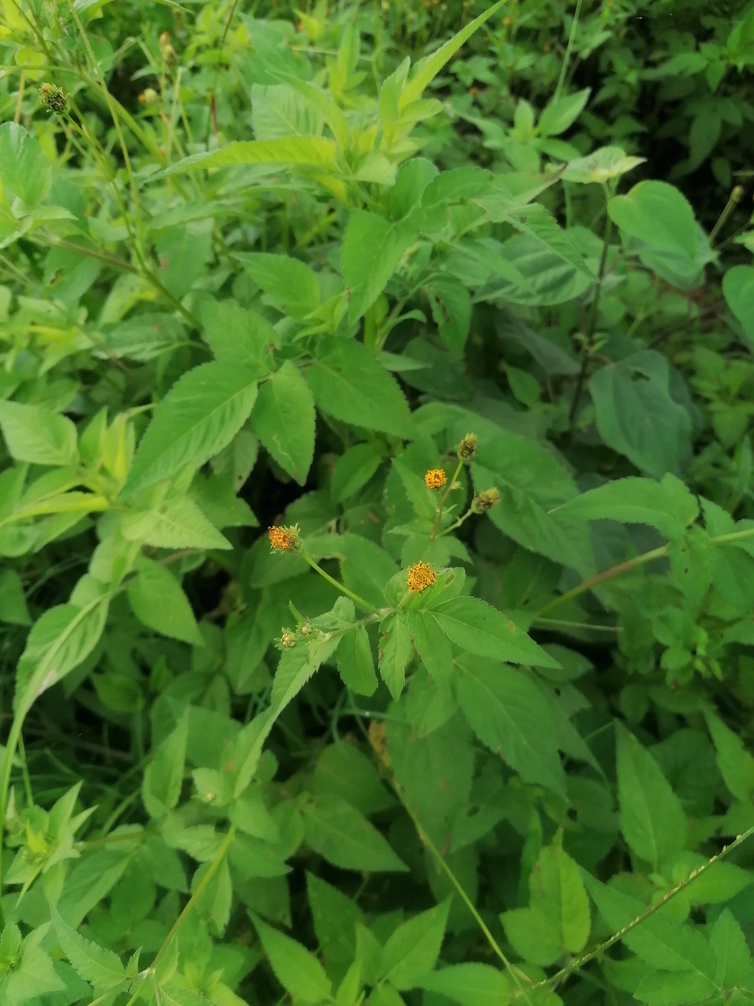 Bidens pilosa var. pilosa
