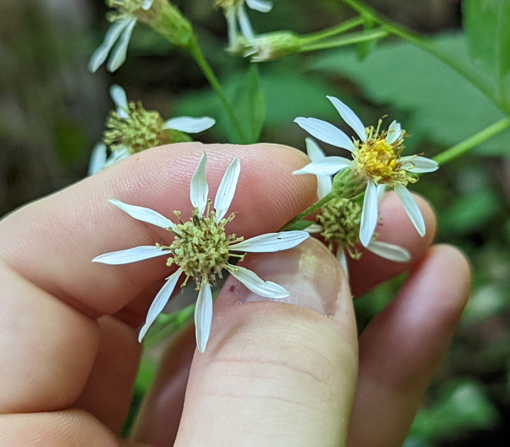 White Wood Aster from Signal Mountain, TN 37377, USA on July 24, 2022 ...
