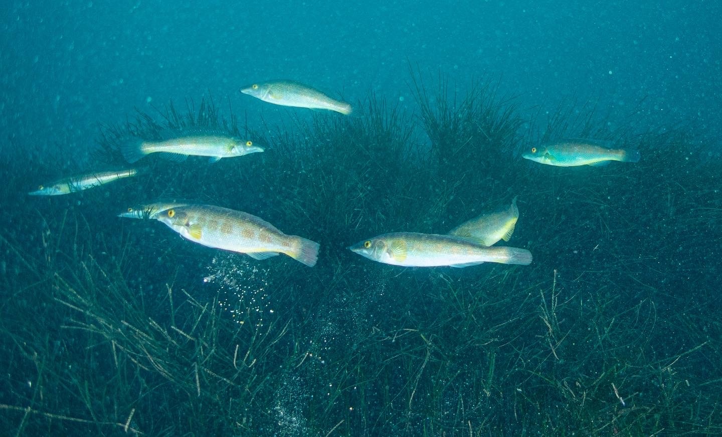 Haletta semifasciata (Valenciennes, 1840)