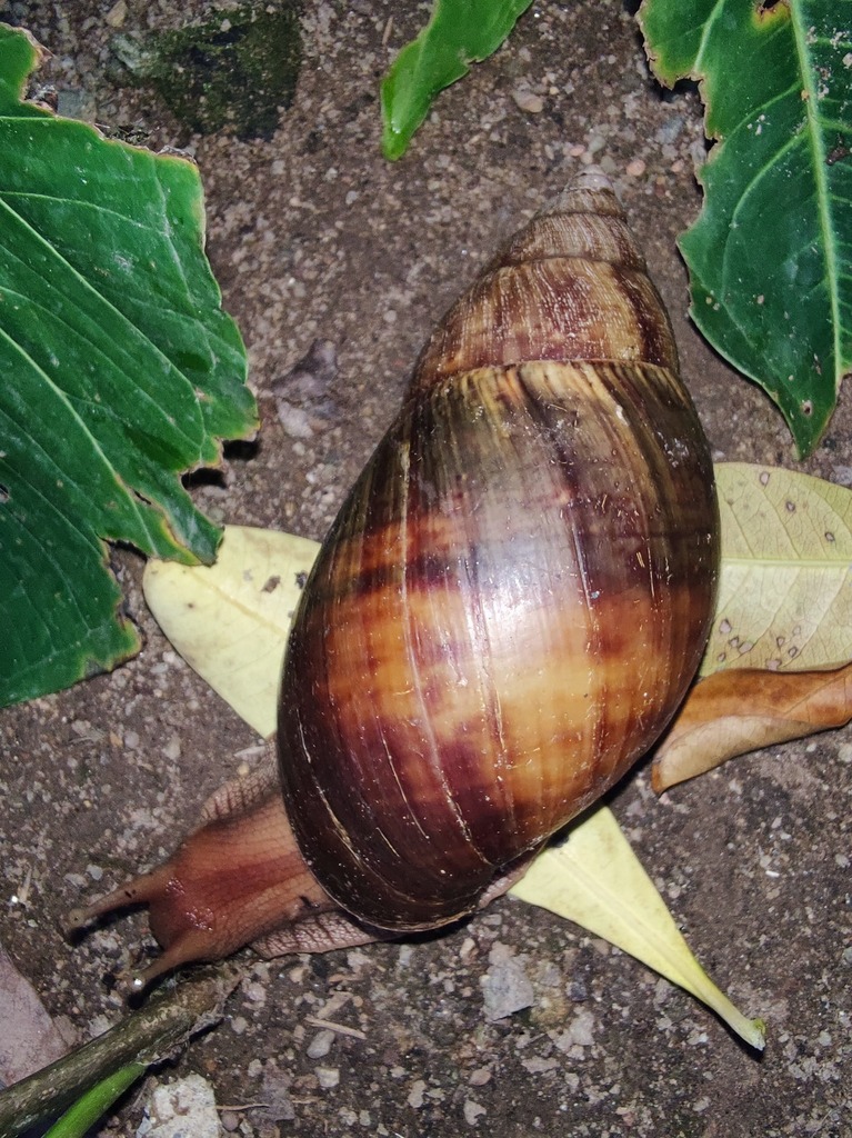 Giant Blonde Snail from Guangzhou, CN-GD, CN on July 12, 2022 at 11:17 ...