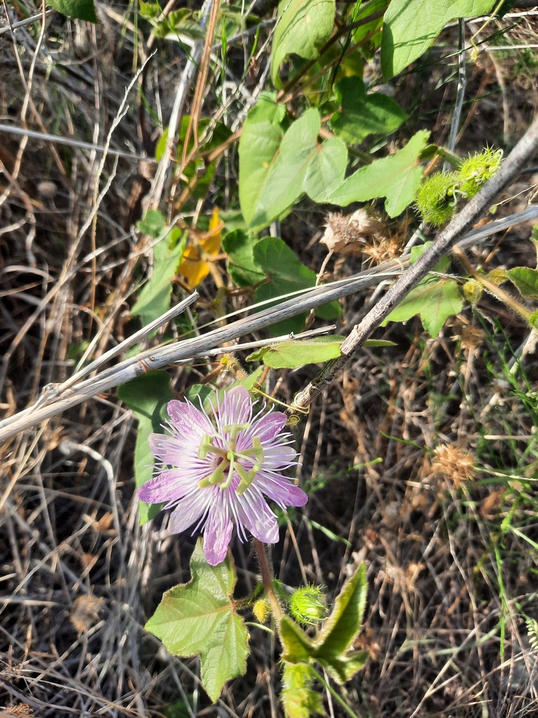 fringed passionflower in July 2022 by Jerry Morrisey. Found some blooms ...