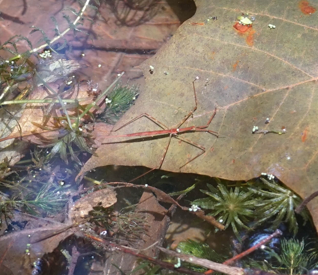 Ranatra from Washington, Chesapeake and Ohio Canal National Historical ...