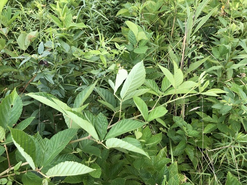 Rubus revealii · iNaturalist